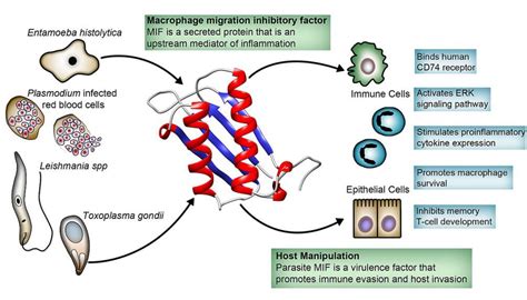 Macrophage Migration Inhibitory Factor Reagents For Research