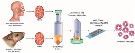 Comparing Human And Mouse Salivary Glands A Practice Guide For Salivary Researchers Abstract