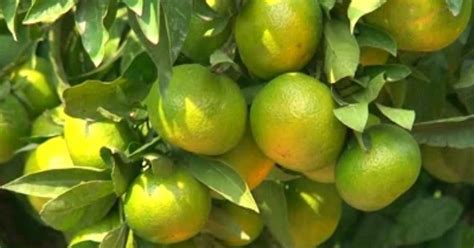 Mosambi मोसंबी रोज खाणं योग्य की अयोग्य जाणून घ्या तज्ज्ञांचं मत