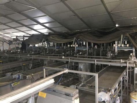 Maf Roda Presorting And Packing Line For Round Fruit