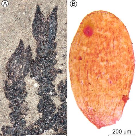 David Dilcher Emeritus Professor Ph D Yale University 1964 Indiana University