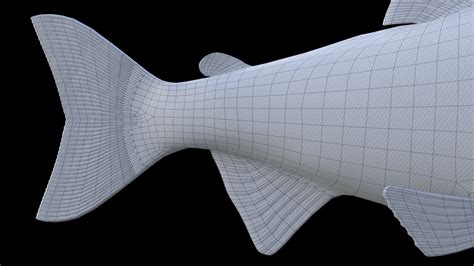 Oncorhynchus Nerka 3d Model 150 Obj Fbx C4d Blend Free3d