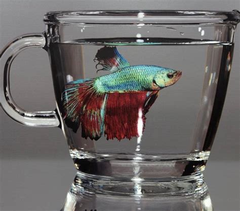 유리잔에 담긴 물고기 연예이슈 수다방 네모판