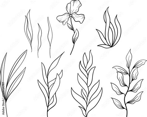 Plant Brunches Doodle Illustration Including Different Tree Leaves