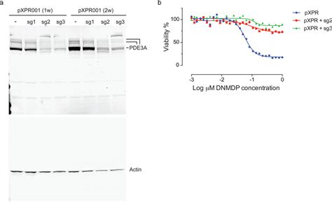 Identification Of Cancer Cytotoxic Modulators Of Pde3a By Predictive Chemogenomics Pmc