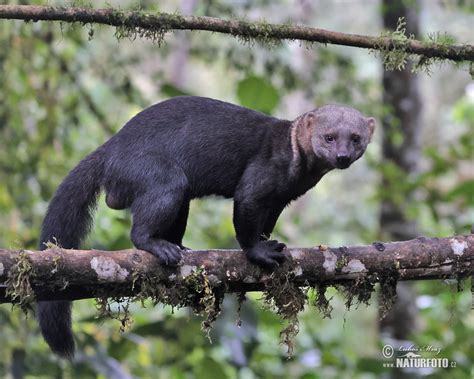 Tayra Photos Tayra Images Nature Wildlife Pictures Naturephoto