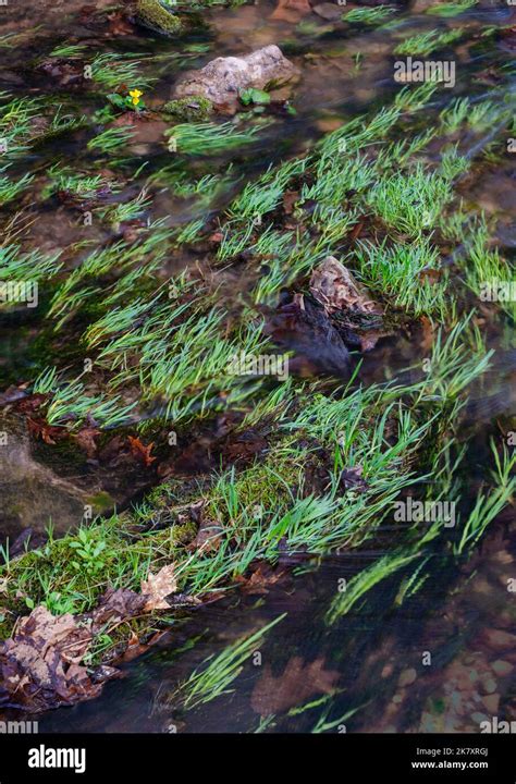 Grass Like Plants Bend And Flow With The Current Of A Small Side Creek