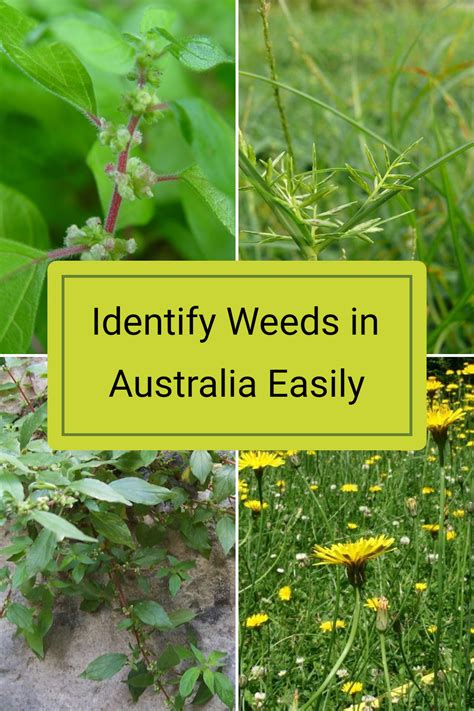 Types Of Weeds In Australia Identification Guide With Pictures Artofit