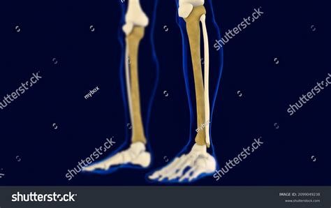 Tibia Bones Human Skeleton Anatomy D Stock Illustration Shutterstock
