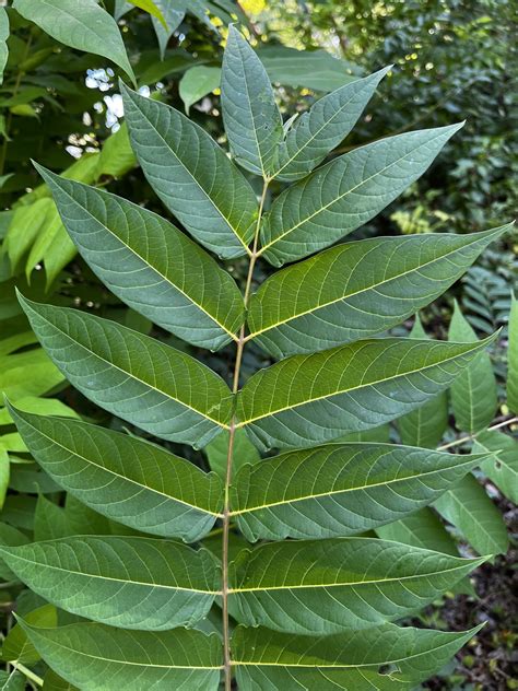 Tree Of Heaven Images Tree Of Heaven