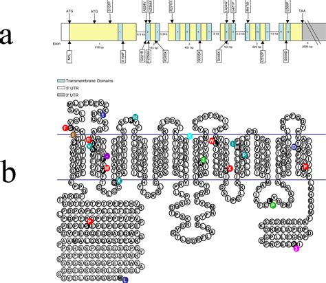 Figure 2 From The Mct8 Thyroid Hormone Transporter And Allan Herndon