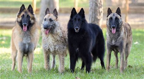 Виды пород овчарок с фотографиями и названиями какие они бывают чем
