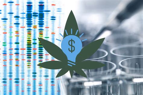 Cannabis Testing Might Need An Overhaul Heres Why Greenstate