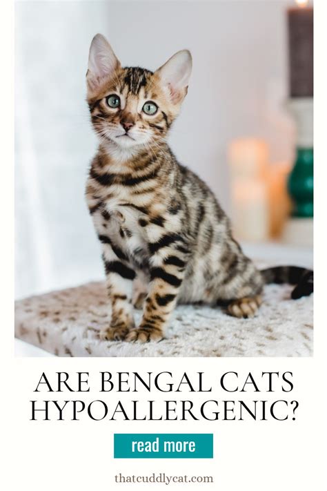 Are Bengal Cats Hypoallergenic That Cuddly Cat