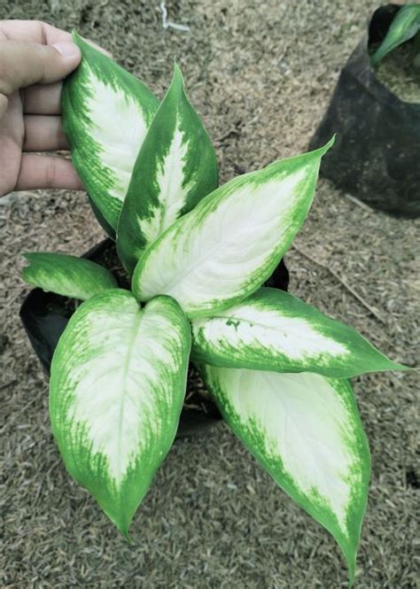 Dieffenbachia Maculata Camiile Lazada Ph
