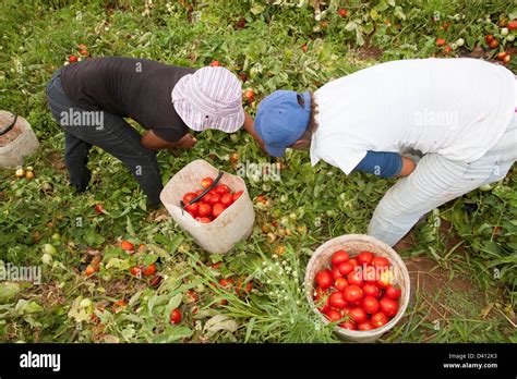 Young Black African Women Picking Tomatoes On A Farm In Montagu Western