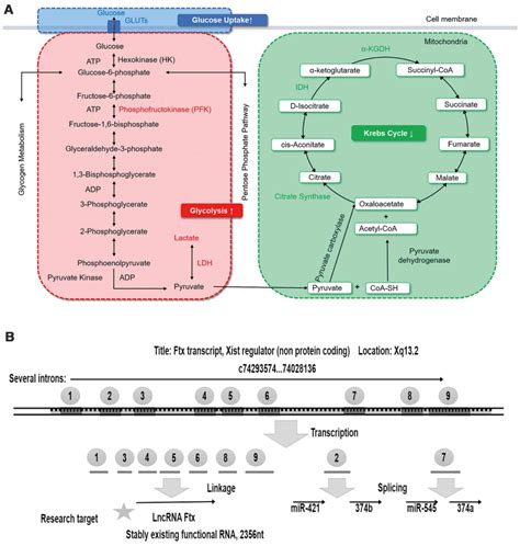 LncRNA Ftx Promotes Aerobic Glycolysis And Tumor Progression Through
