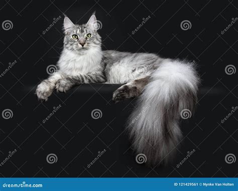 Majestic Silver Tabby Youn Adult Maine Coon Cat Laying Side Ways With Paws And Enormous Tail