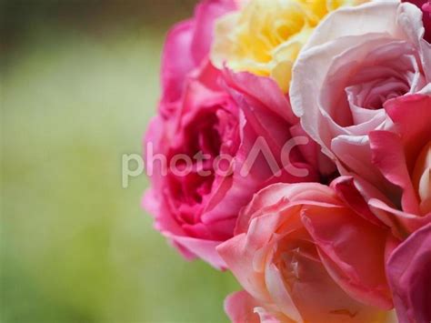 バラの花束 ピンク系③ No 26590707｜写真素材なら「写真ac」無料（フリー）ダウンロードok