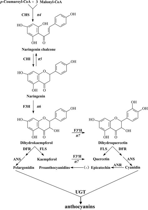 Flavonoid Biosynthetic Pathway In A Thaliana Abbreviations ANR