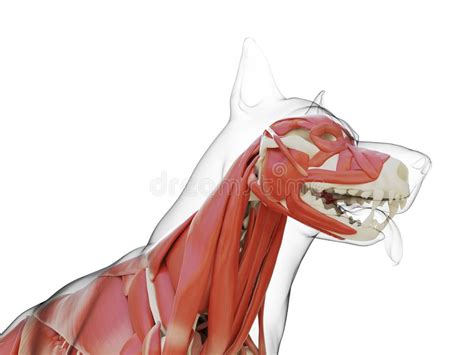 O Sistema De M sculo Dos C es Ilustração Stock Ilustração de zoologia
