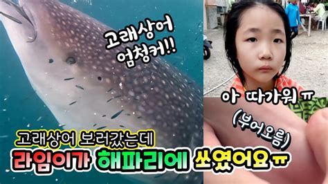 라임이가 해파리에 쏘였어요ㅠ 오슬롭 고래상어는 너무 크고 무섭지만 멋있었어요 롤롤라임팸 가족일상 가족여행 브이로그 Youtube