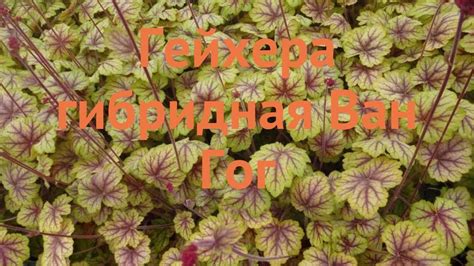 Гейхера циркус - 61 фото
