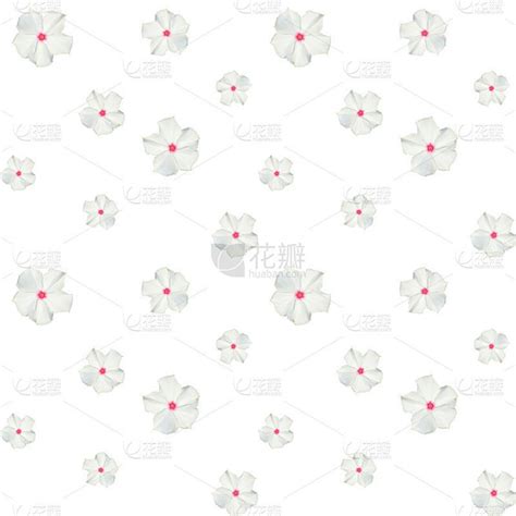 色彩斑斓，美丽自然的白色花朵。无缝模式。矢量图
