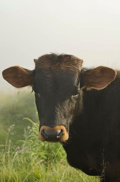 Premium Photo Cow Portrait