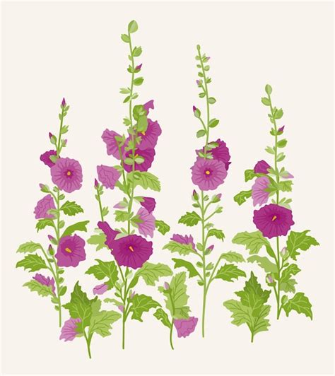 Premium Vector Mallow Vector Floral Isolated Illustration
