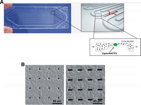 Microfluidic Ctc Sorting Devices Where A Parsortix Contains A