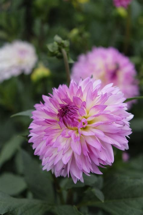 Flor Dália Natureza Foto Gratuita No Pixabay Pixabay