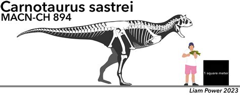 Carnotaurus Sastrei Skeletal Fandom