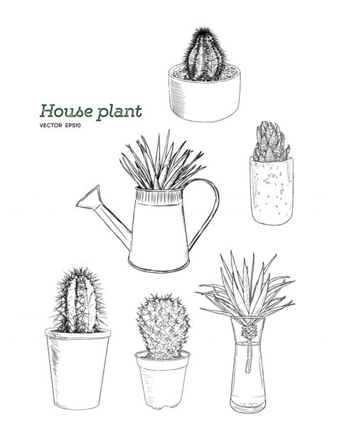 House Plant Drawing At Explore Collection Of House