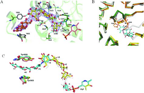 Structural Details Of The Active Site Of Hvpho1 And Acceptor
