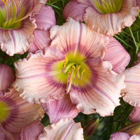 Daylily Etsy