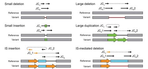 Figure 2 From Detecting Rare Structural Variation In Evolving Microbial