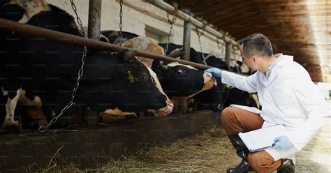 흰 코트를 입은 청년이 젖소 중 하나의 안정적이고 만지는 코 옆에 서 있다 사진 Unsplash의 러시아 이미지