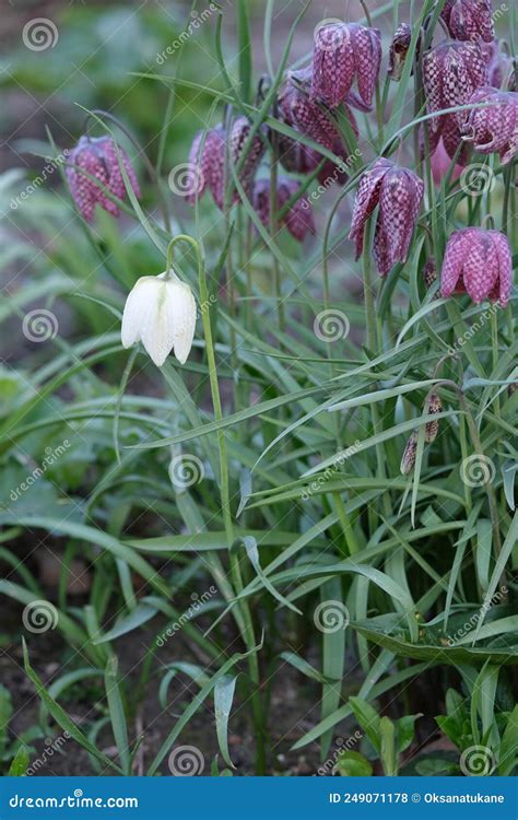 Planta Fritillera De Cabeza De Serpiente Blanca Cerca De La Naturaleza