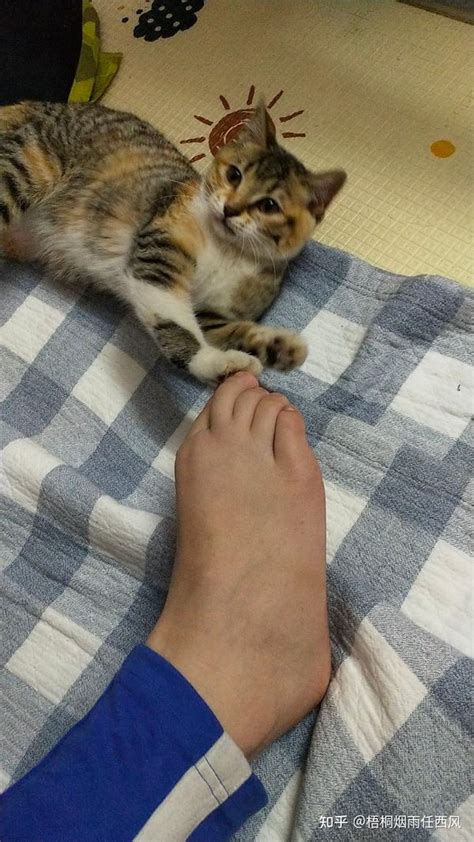 可爱的小猫咪 知乎