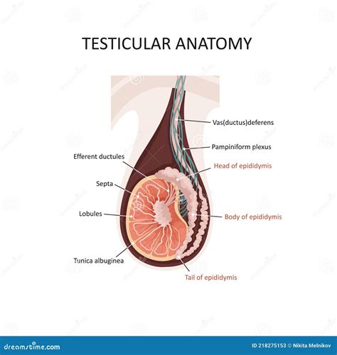 Testicular Anatomy Illustration Of A Cross Section Of Male Testis