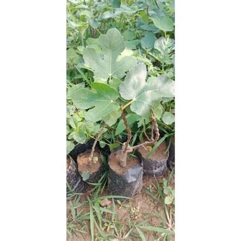 Anjeer Full Sun Exposure Ficus Carica Plants For Fruits At ₹ 150 Piece