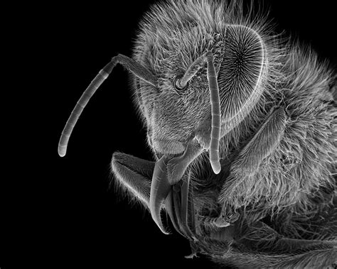 The Bee Magnified Microscopic Photography By Rose Lynn Fisher Time