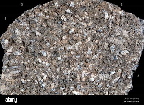 Host Rock Filled With Dozens Of Closely Packed Spiral Shelled Fossils