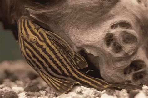 Pleco Fish Facts 15 Things You Have To Know Pet Fish Online