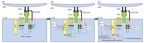 Protein Tyrosine Phosphorylation Is An Early Event In T‐cell Signaling