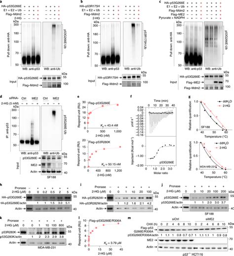 2 Hg Binds To Mutp53 And Abrogates Its Ubiquitination By Mdm2 Ab