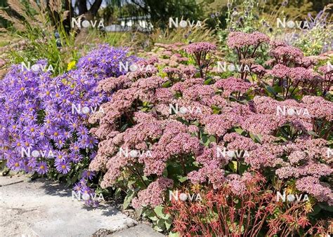 Perennial Border With Sedum