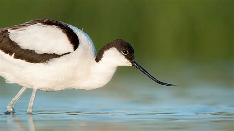 Waders Of Arne Guided Walk InDorset