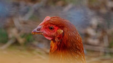 A Chicken With A Nice Rust Reddish Color Stock Image Image Of